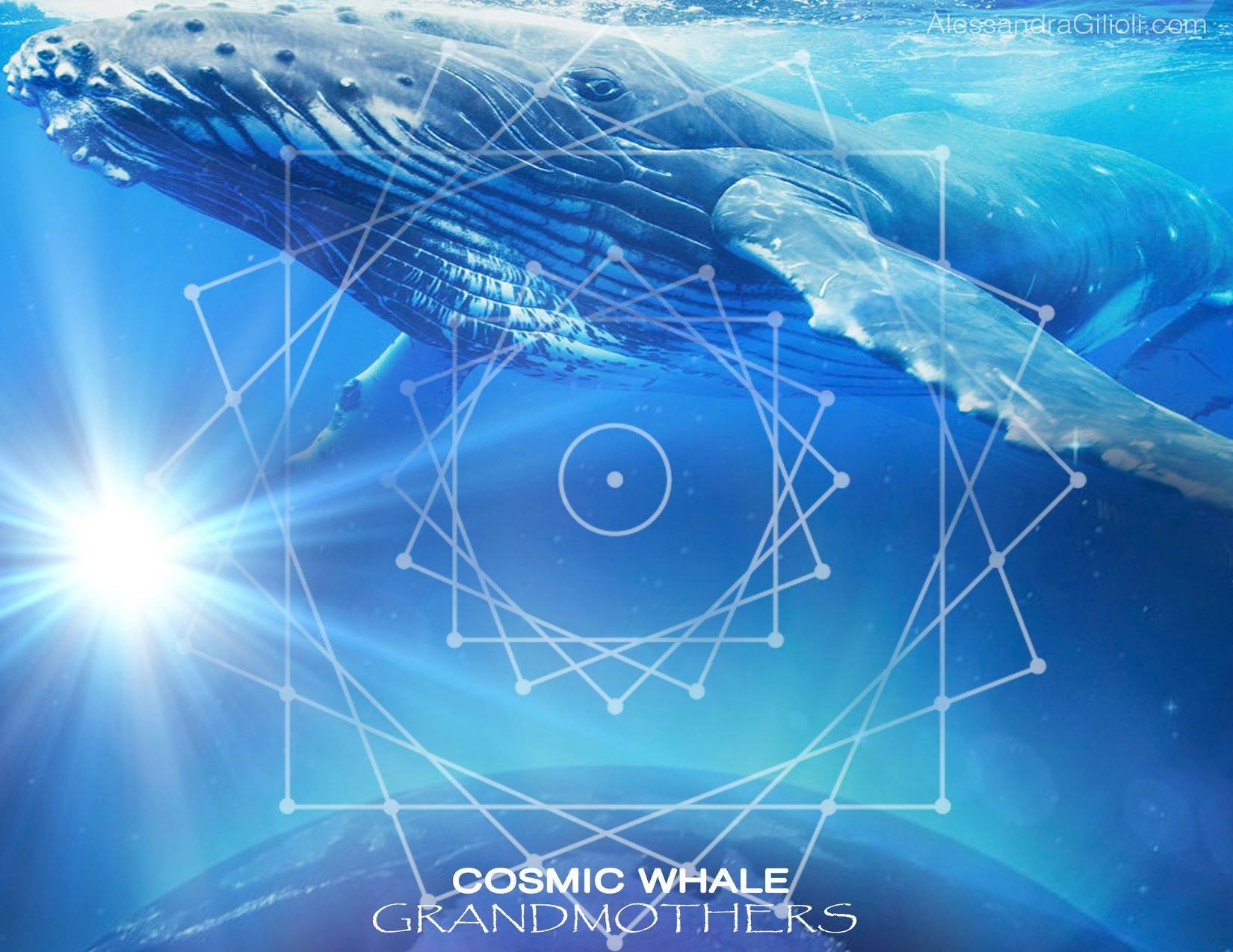 Message from the COSMIC WHALE GRANDMOTHERS - Alessandra Gilioli